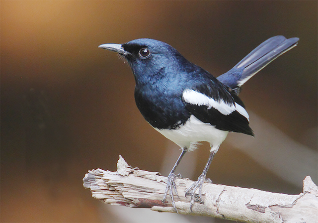 Nature # 04 or One of the most beautiful Bird "Doyel" (Magpie-robin ...
