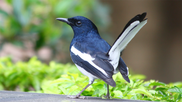 Nature # 04 or One of the most beautiful Bird "Doyel" (Magpie-robin ...