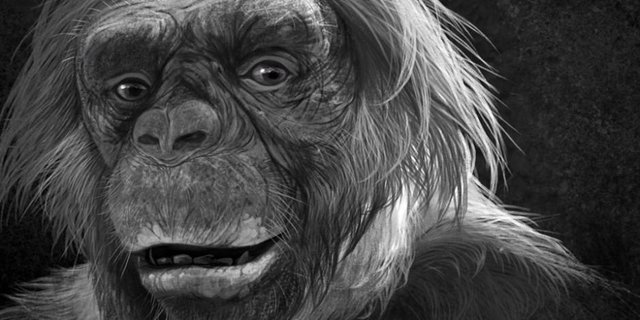 Ardipithecus Kadabba Skull