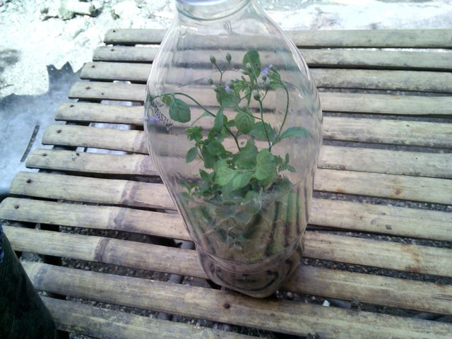 My First Ever Terrarium - Rainforest in a Plastic Bottle — Steemit