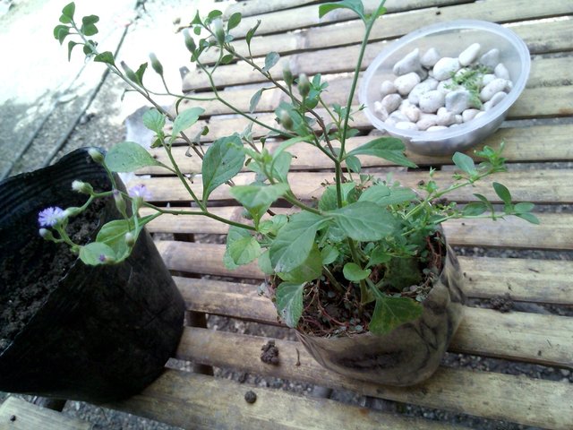 My First Ever Terrarium - Rainforest in a Plastic Bottle — Steemit