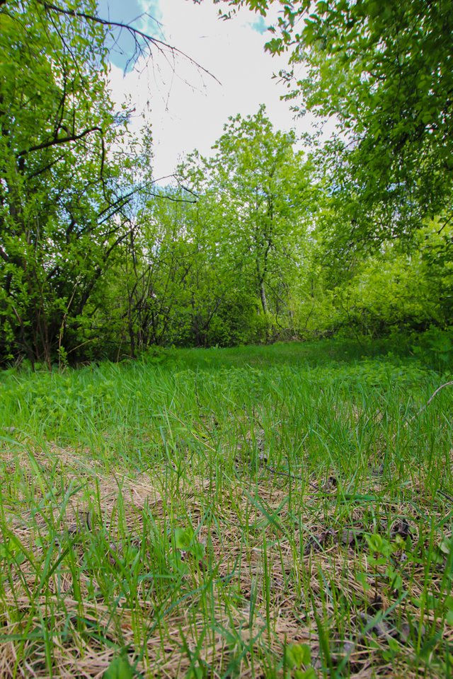 Nature, Trees, Greenery(nature photos). — Steemit