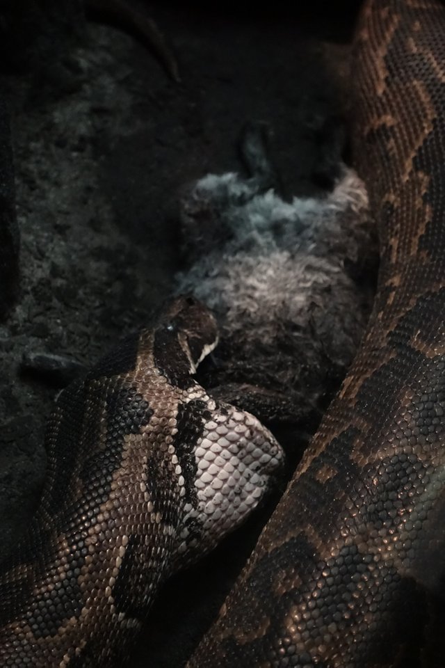 3 Venoms and 2 Tainted Weddings - Tragedy Strikes Downtown Wilmington ...