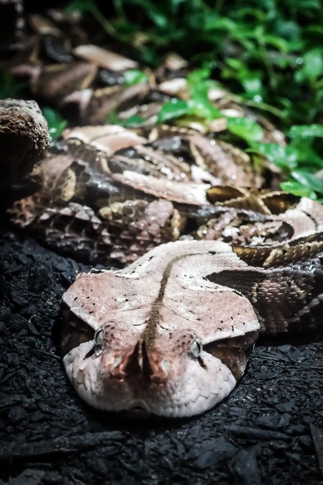 3 Venoms and 2 Tainted Weddings - Tragedy Strikes Downtown Wilmington ...