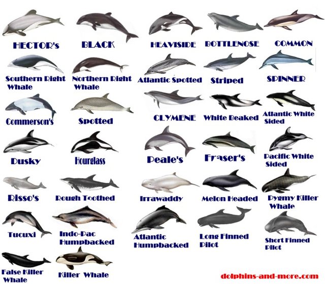 Types Of Dolphins