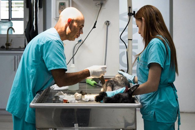 Auxiliar De Medicina Veterinaria - Veterinaria Online Auxiliar De Medicina Veterinaria - Veterinaria Online