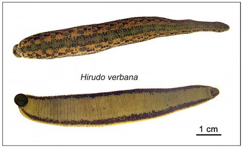 The Leech Hirudo Medicinalis Nervous Systems