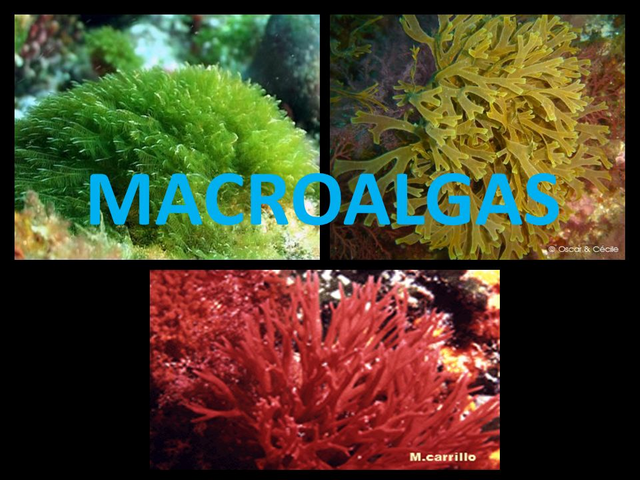 Cultivo de Macroalgas — Steemit