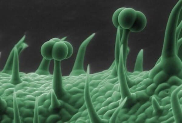 Everyday Objects Under A Microscope (gifs and pictures) — Steemit