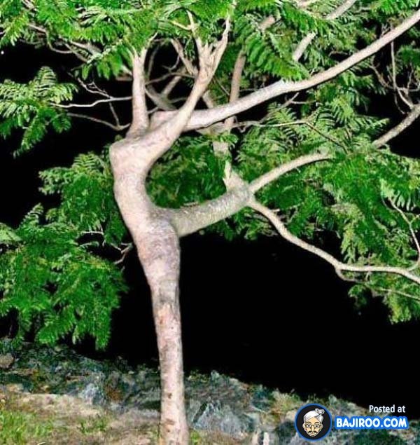 MOST FUNNY TREES ON EARTH YOU NEVER SEEN BEFORE ( — Steemit