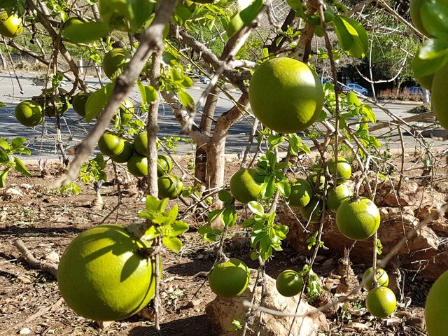 Tree Tuesday: Strychnos - Monkey Orange — Steemit