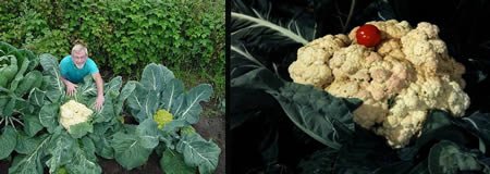 World's biggest vegetables — Steemit