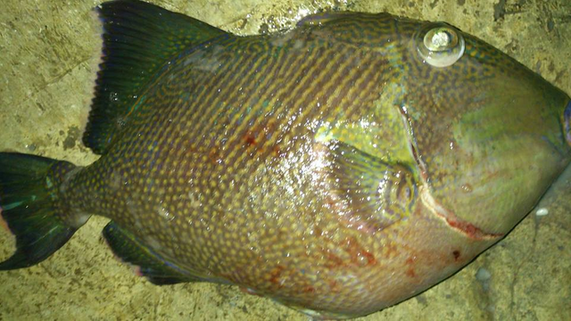 See the beauty of this Island: Lingig Surigao del Sur — Steemit