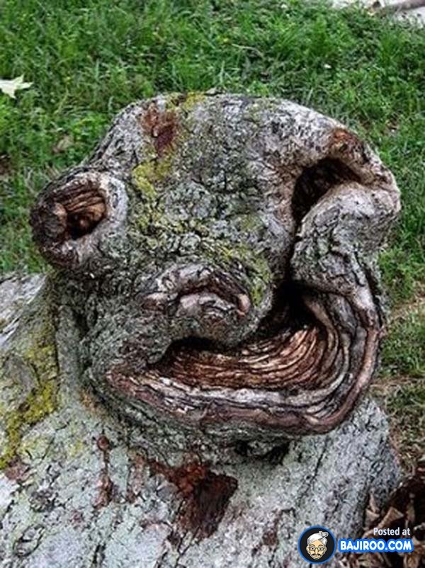 MOST FUNNY TREES ON EARTH YOU NEVER SEEN BEFORE ( — Steemit