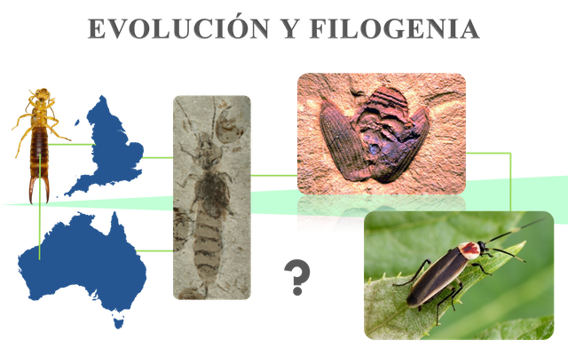 Las Tijeretas (Insectos del Orden Dermaptera) — Steemit