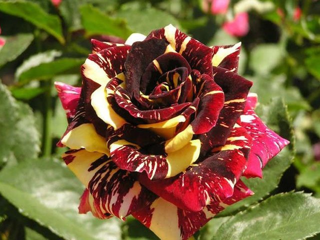 Iran National Flower Name | Best Flower Site