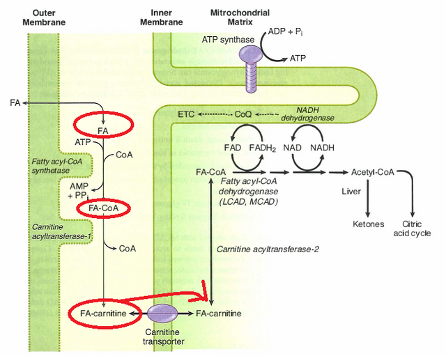 Powerhouse of the cell, Episode 2 : Beta Oxidation — Steemit