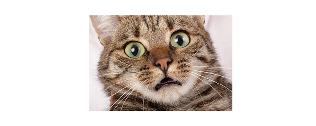 [1일1심리학] 열여덟번째. 불안이 과도한 아이들을 위한 치료프로그램 - Coping Cat (2) — Steemit