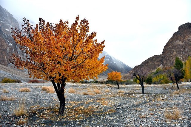 Hunza Valley Autumn
