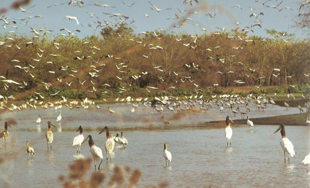 La Palma Llanera. Reina del Llano. — Steemit