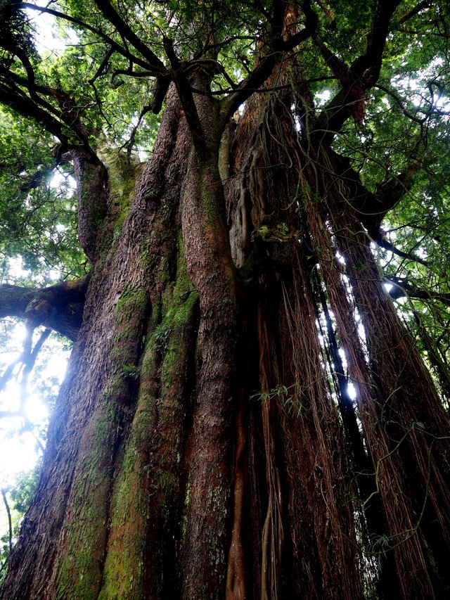 The giant trees of Mount Elgon — Steemit