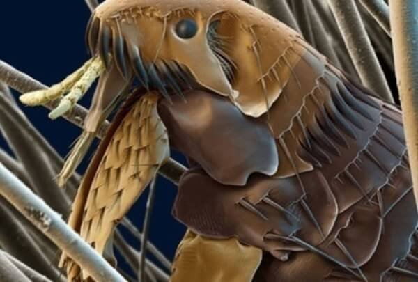 Everyday Objects Under A Microscope (gifs and pictures) — Steemit