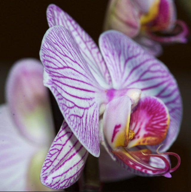 Orkidé. — Steemit