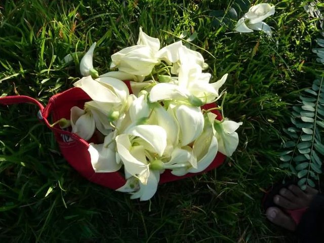 Katuray Flower Nutrients | Best Flower Site