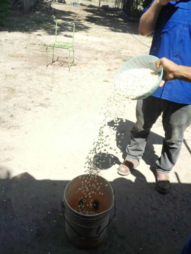 ¿Qué es el fororo? ¿Cómo se come? — Steemit