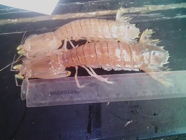 about the unique shrimp Squilla mantis — Steemit