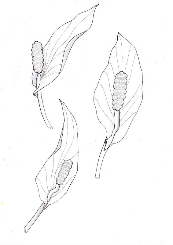 Peace Lily Pencil Drawing