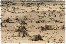 Earth without trees... — Steemit