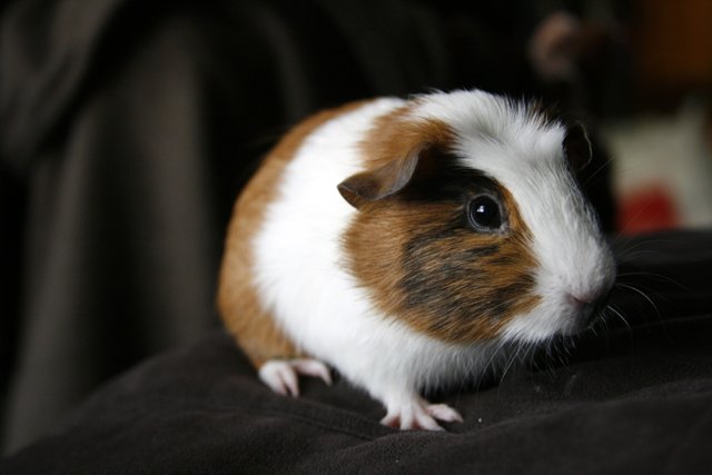 Tips on How to Keep Guinea Pigs Healthy and Happy