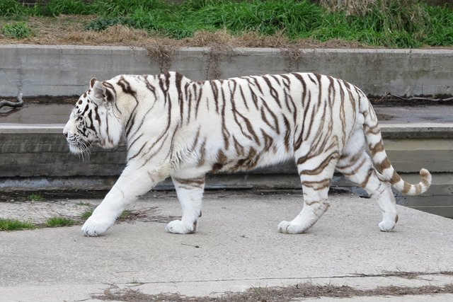 Stripeless White Tiger Cubs