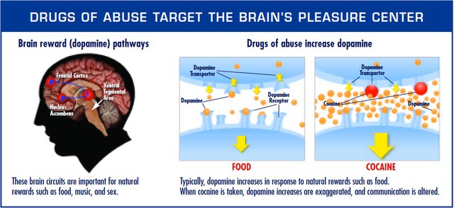 How Pornography Affects Your Brain — Steemit