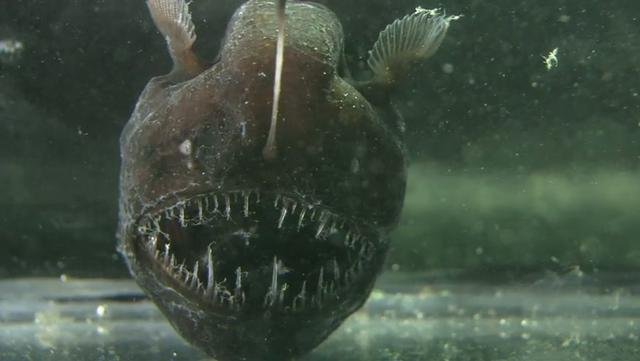 Caught Angler Fish