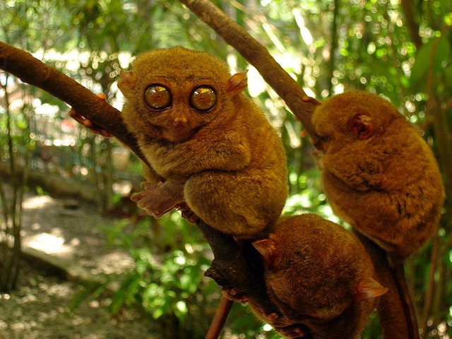Philippine Tarsier, the smallest primate in the World — Steemit