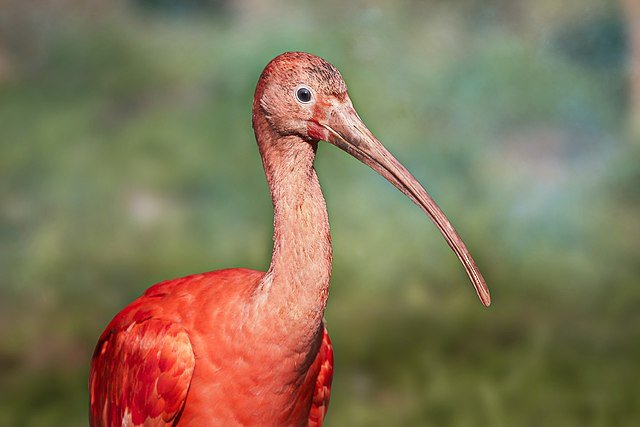 COROCOROS ROJOS O COROCORAS: Taxonomía, distribución geográfica ...