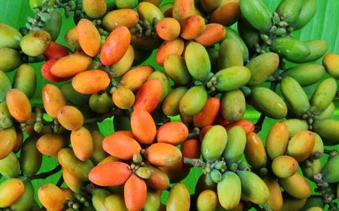 Benefits of Melinjo for health — Steemit