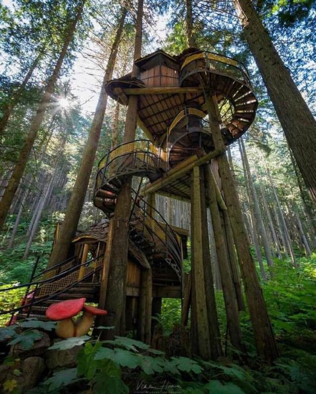 Coolest Tree Houses Ever Built