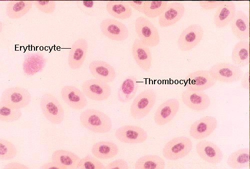 Frog Blood Cell Under Microscope