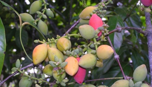 Benefits of Melinjo for health — Steemit