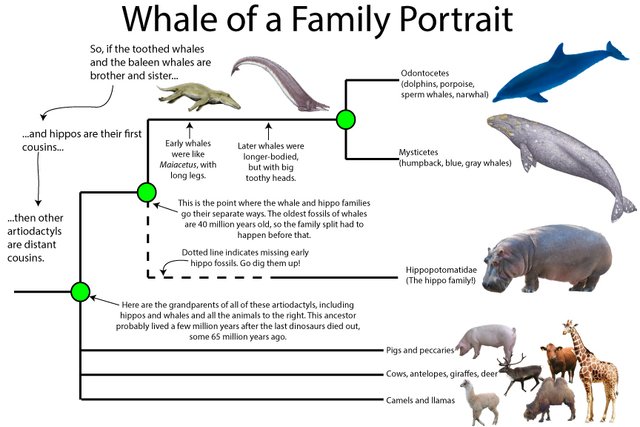 Whale Family Tree