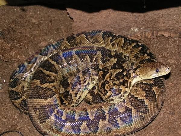 Coordinated Hunting Among Snakes — Steemit