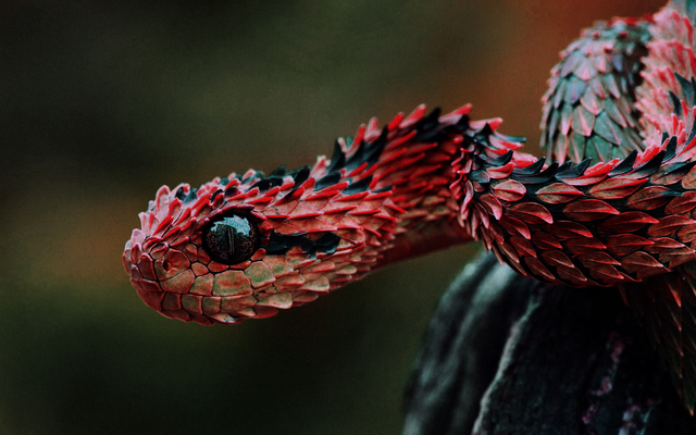 African Bush Viper Colors