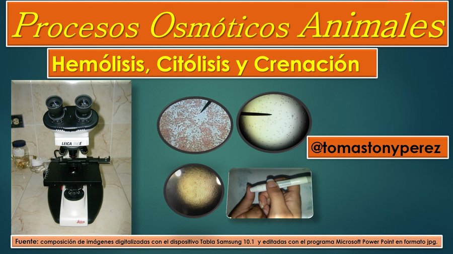 Procesos Osmóticos Animales en hematíes. Protocolo de Laboratorio con ...