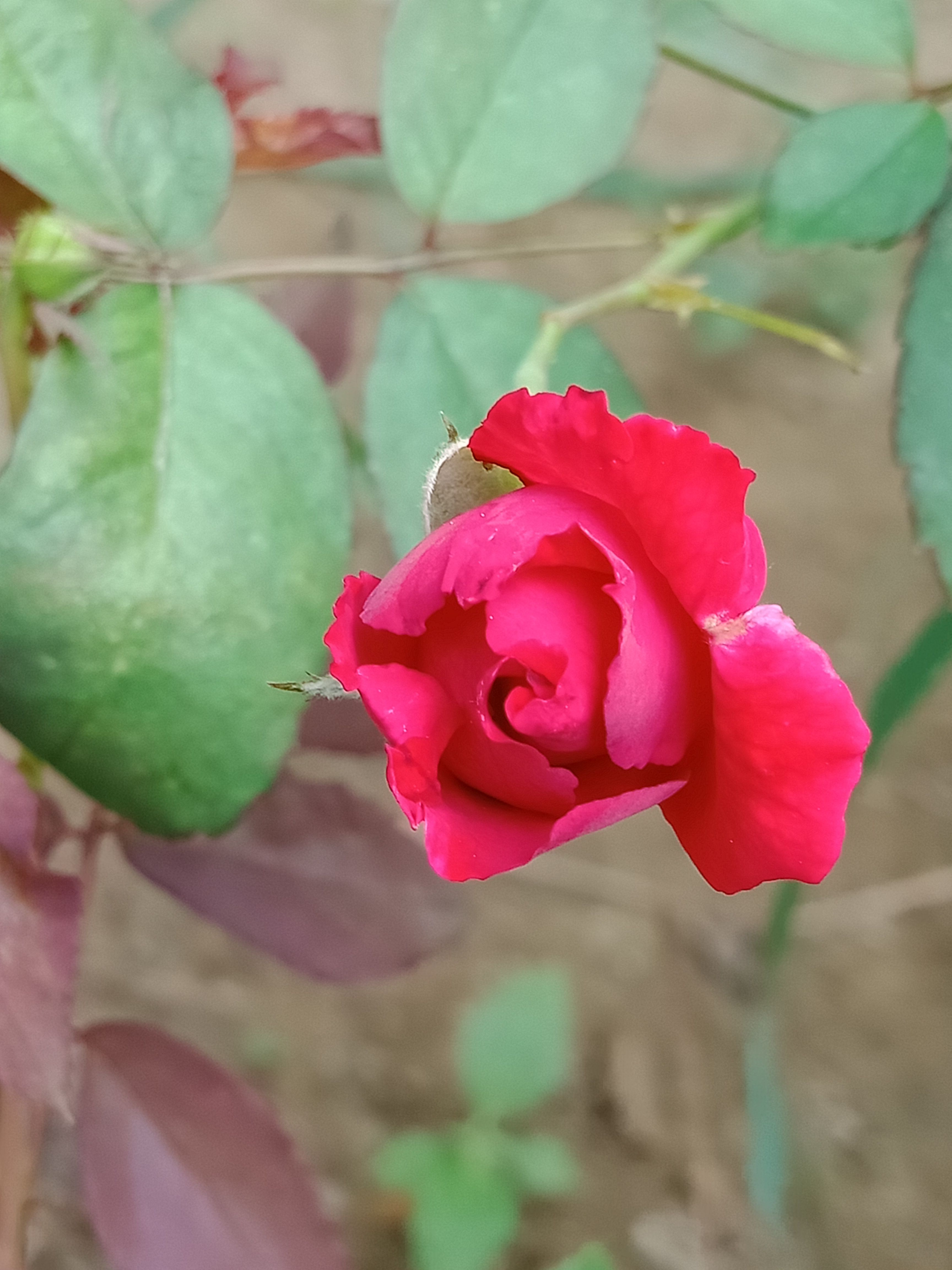 11+ Gambar Bunga Mawar Merah Berduri Kekinian - Informasi Seputar ...