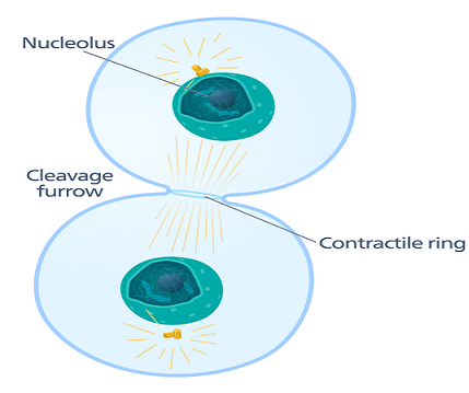 Telophase Diagram