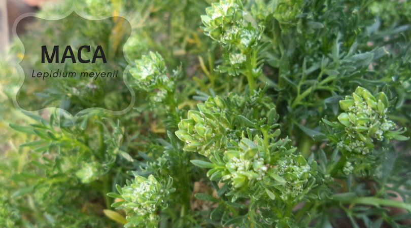 Flor de maca - autógama y bianual — Steemit