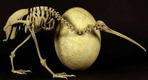 Camel Eggs — Steemit